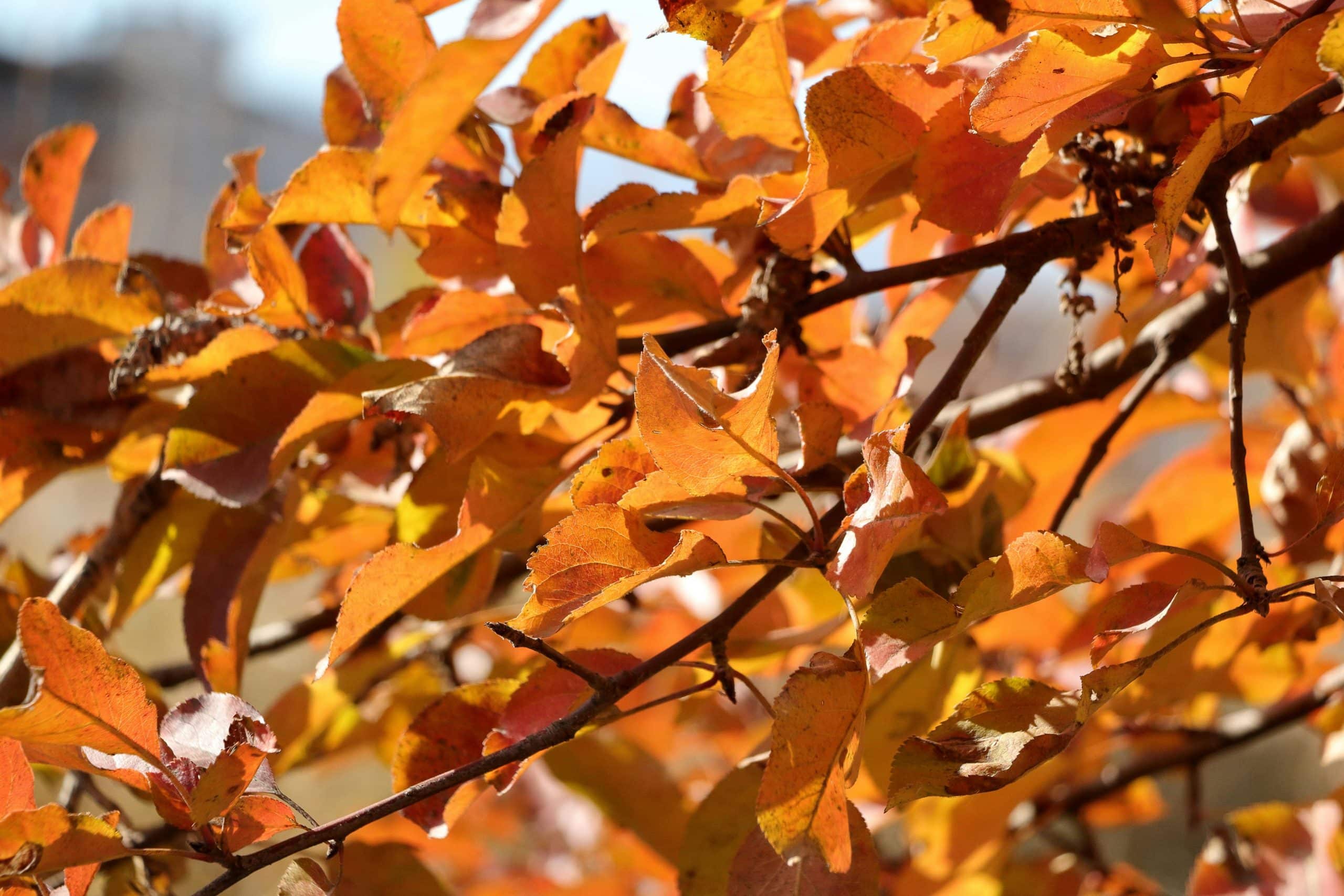 Autumn workplace safety tips for outdoor workers | Smiths Hire